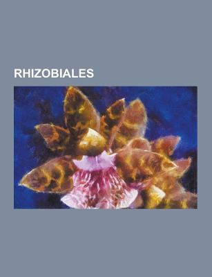 Rhizobiales : Agrobacterium Tumefaciens, Rhizobia, Sinorhizobium ...